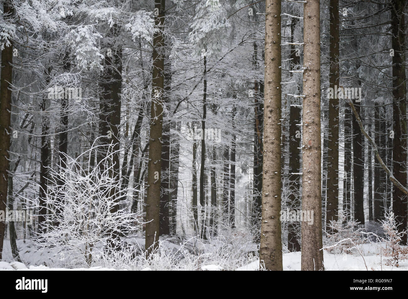 Märchenwald High Resolution Stock Photography and Images - Alamy
