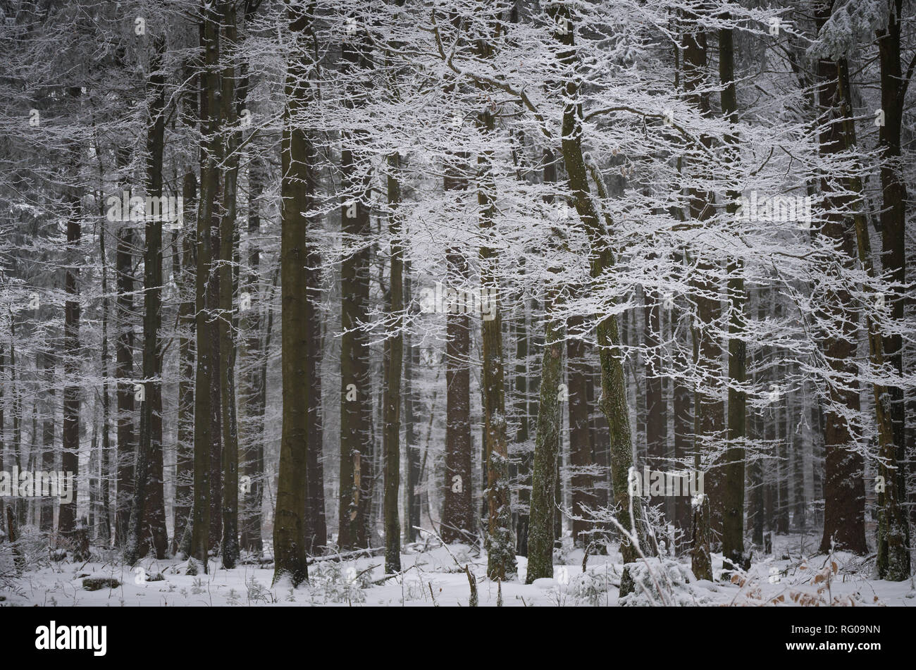 Marchenwald High Resolution Stock Photography and Images - Alamy