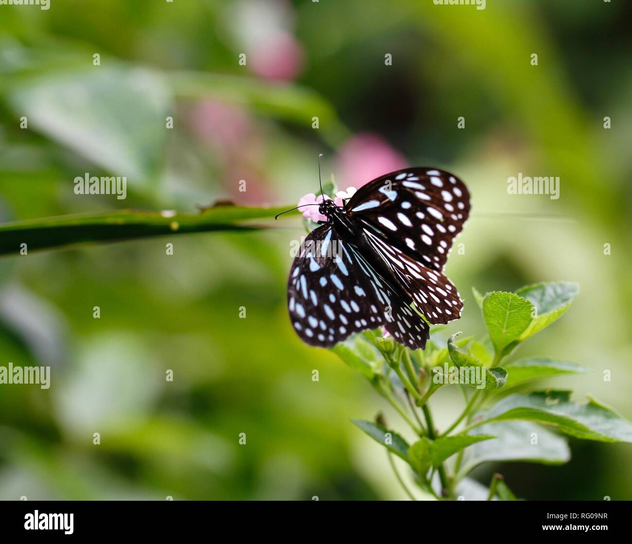 Beautiful butterfly in a butterfly park Stock Photo - Alamy