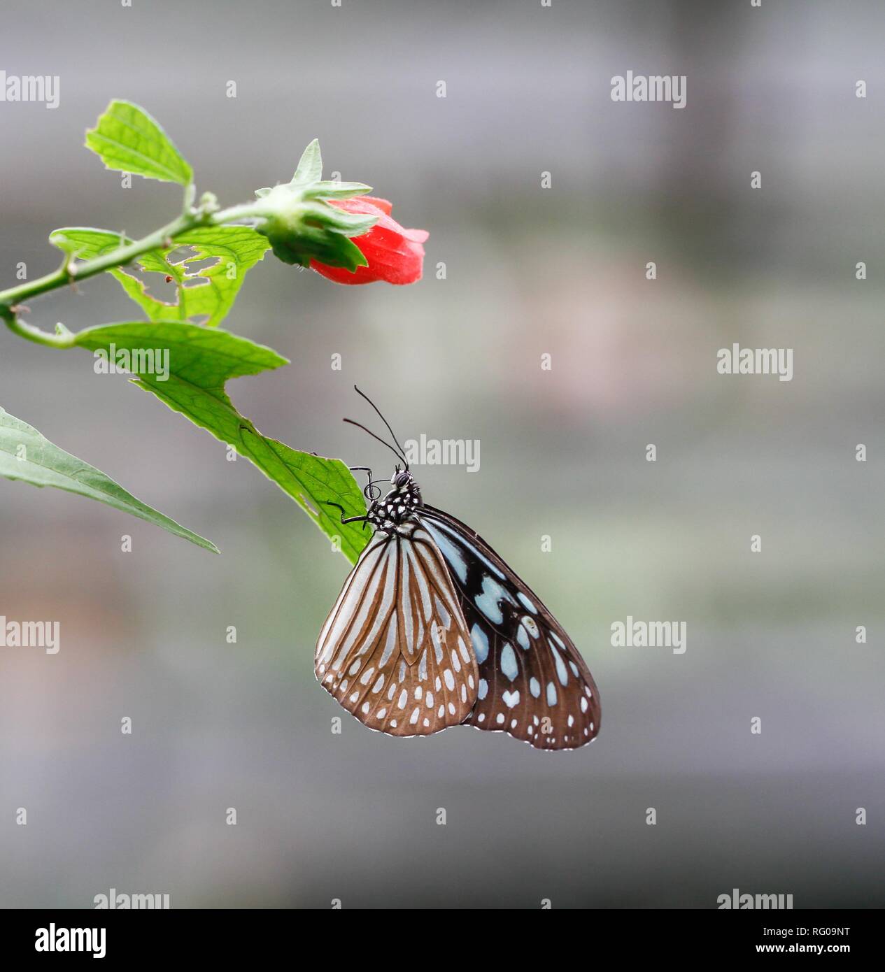 Beautiful butterfly in a butterfly park Stock Photo - Alamy