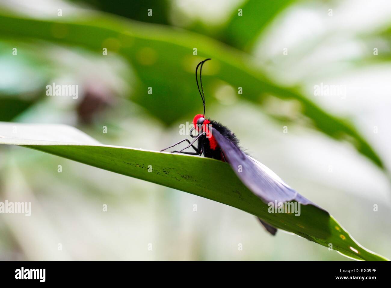 Beautiful butterfly in a butterfly park Stock Photo - Alamy