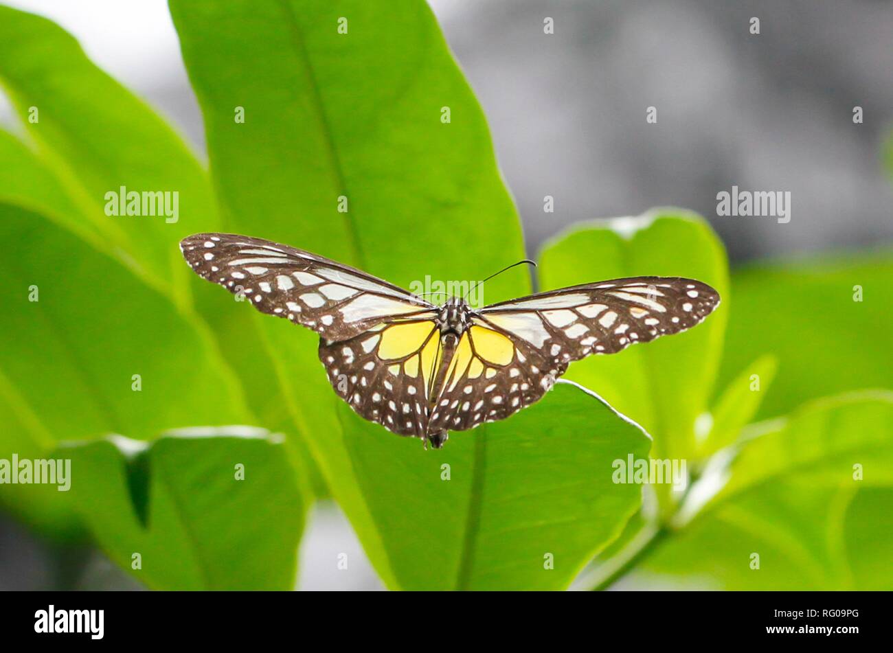 Beautiful butterfly in a butterfly park Stock Photo - Alamy