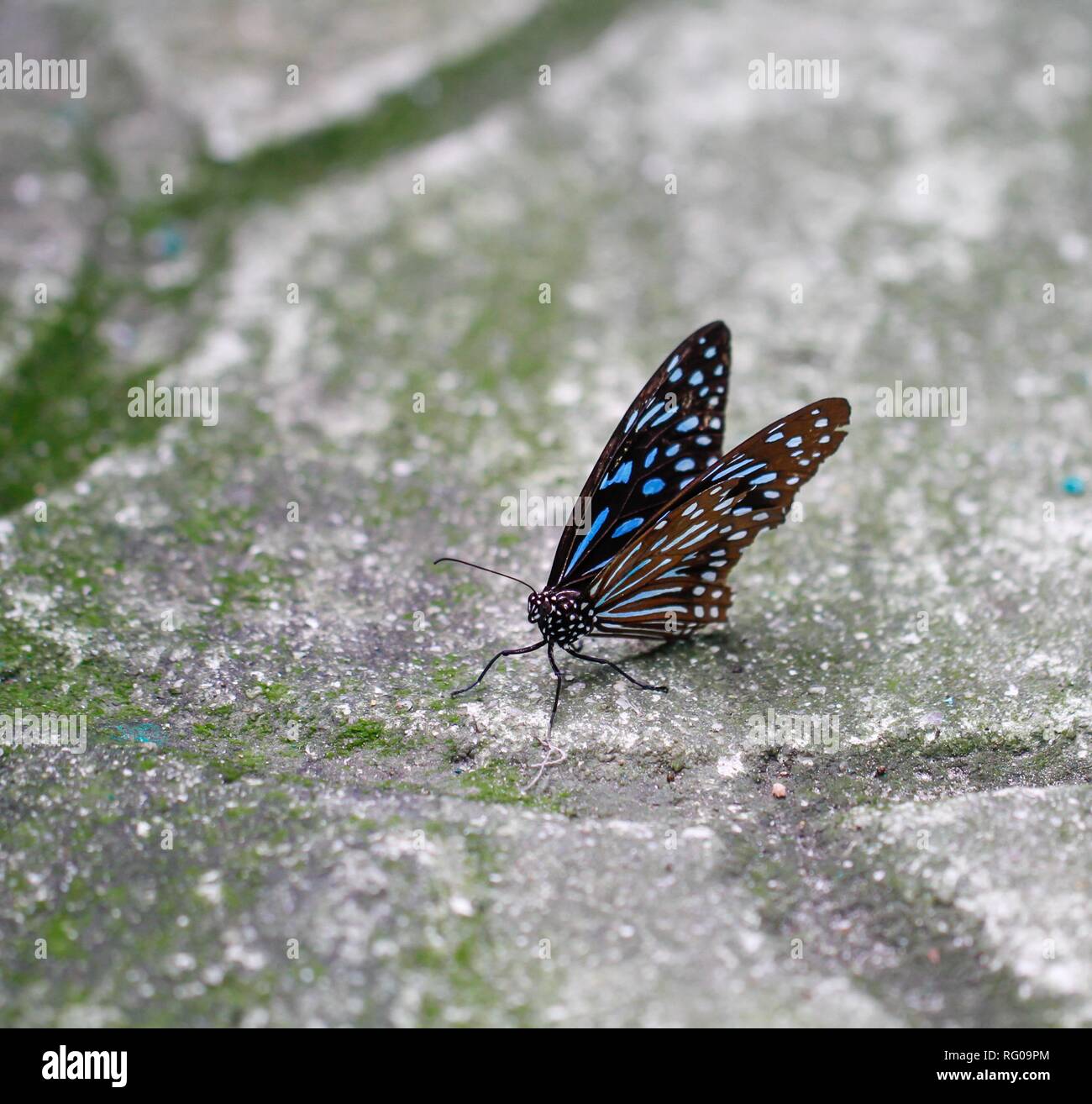 Beautiful butterfly in a butterfly park Stock Photo - Alamy