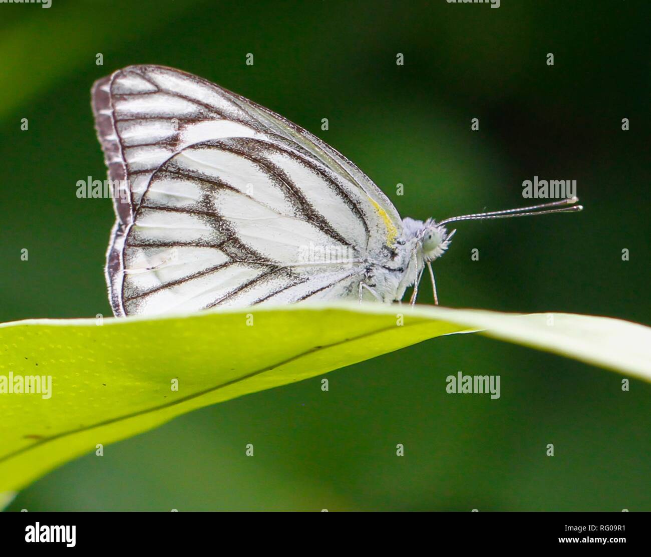 Beautiful butterfly in a butterfly park Stock Photo - Alamy