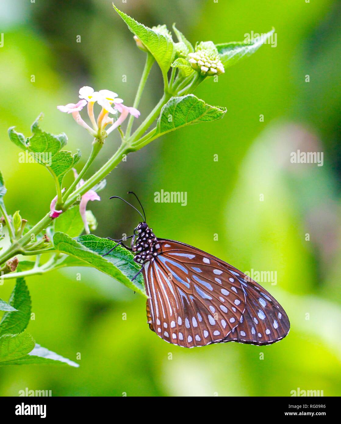 Beautiful butterfly in a butterfly park Stock Photo - Alamy