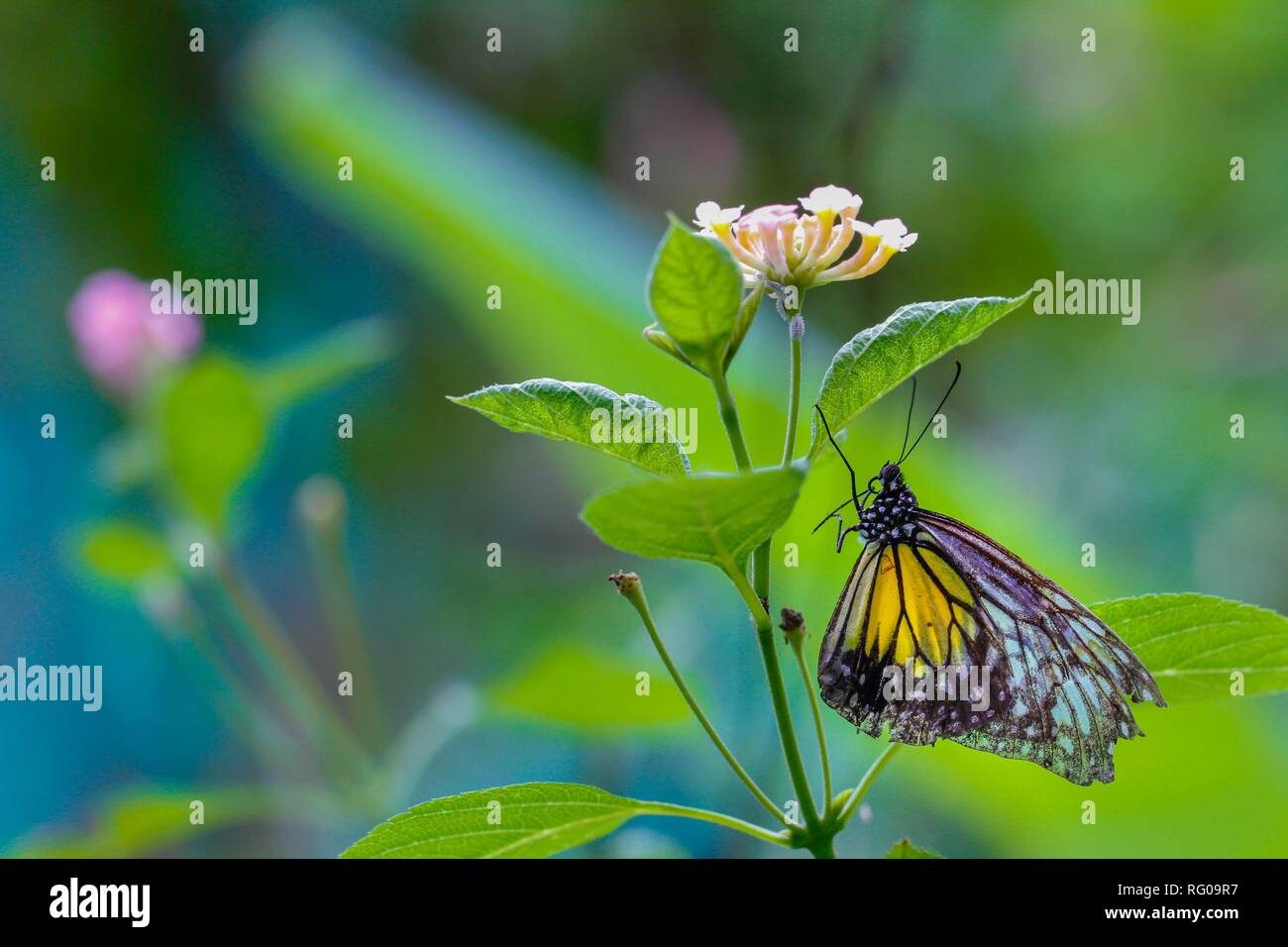 Beautiful butterfly in a butterfly park Stock Photo - Alamy