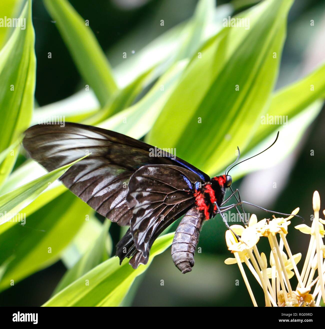 Beautiful butterfly in a butterfly park Stock Photo - Alamy