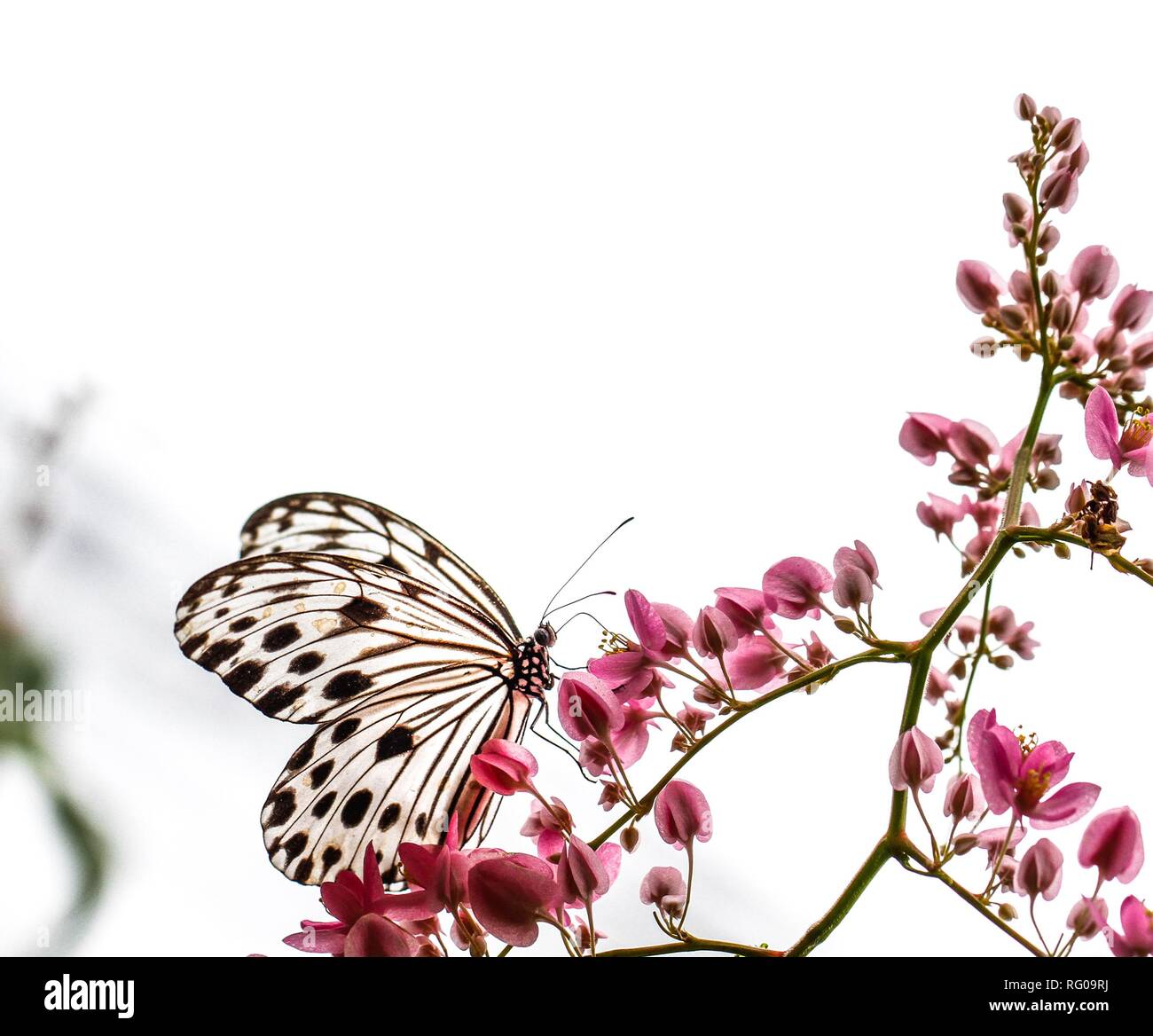 Beautiful butterfly in a butterfly park Stock Photo - Alamy