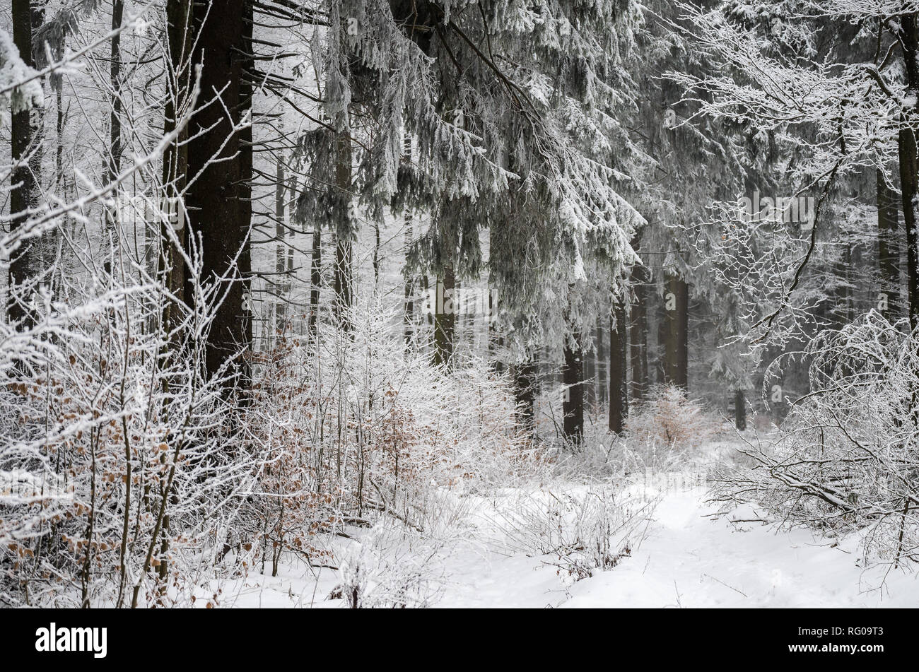 Marchenwald High Resolution Stock Photography and Images - Alamy