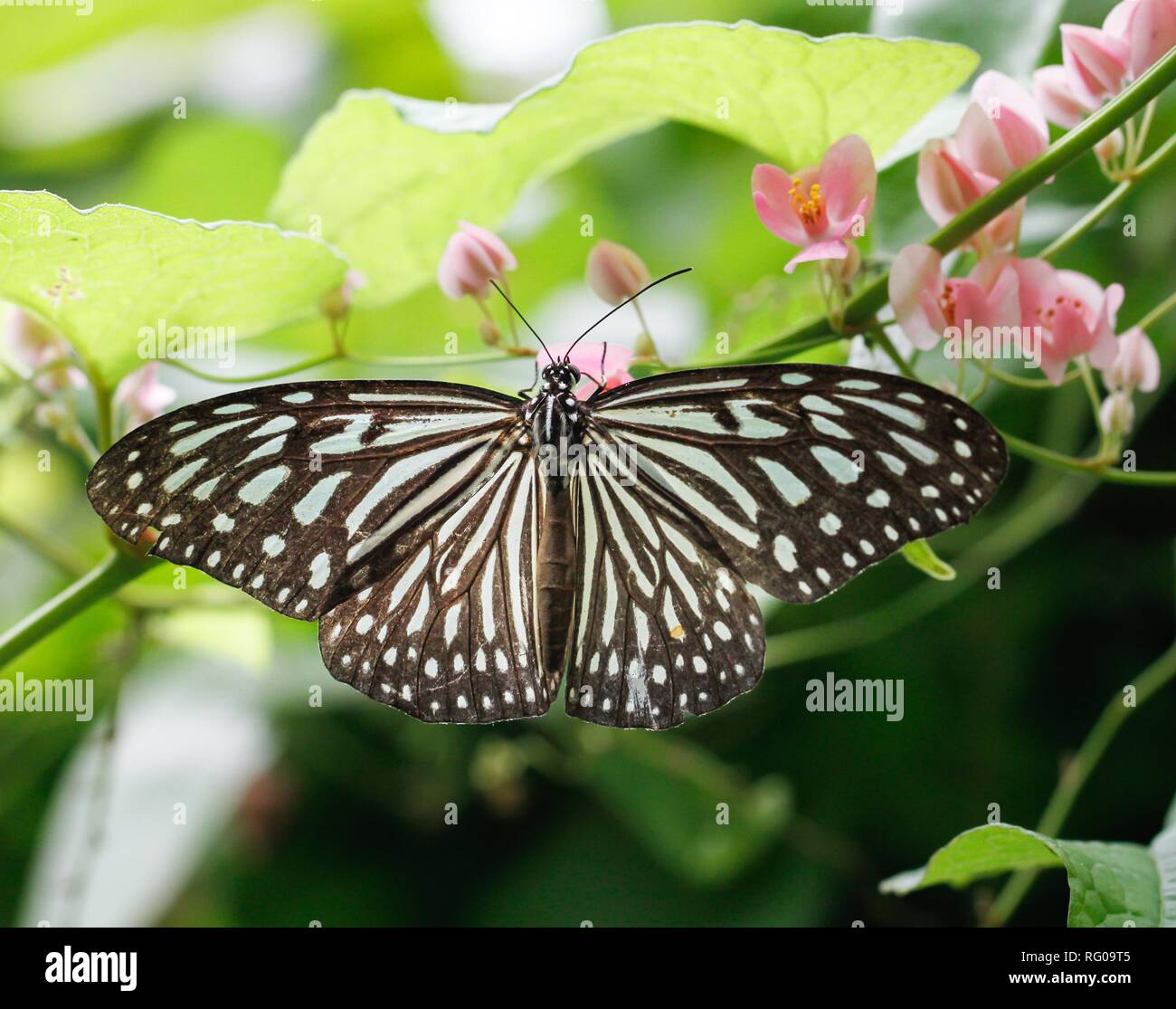 Beautiful butterfly in a butterfly park Stock Photo - Alamy
