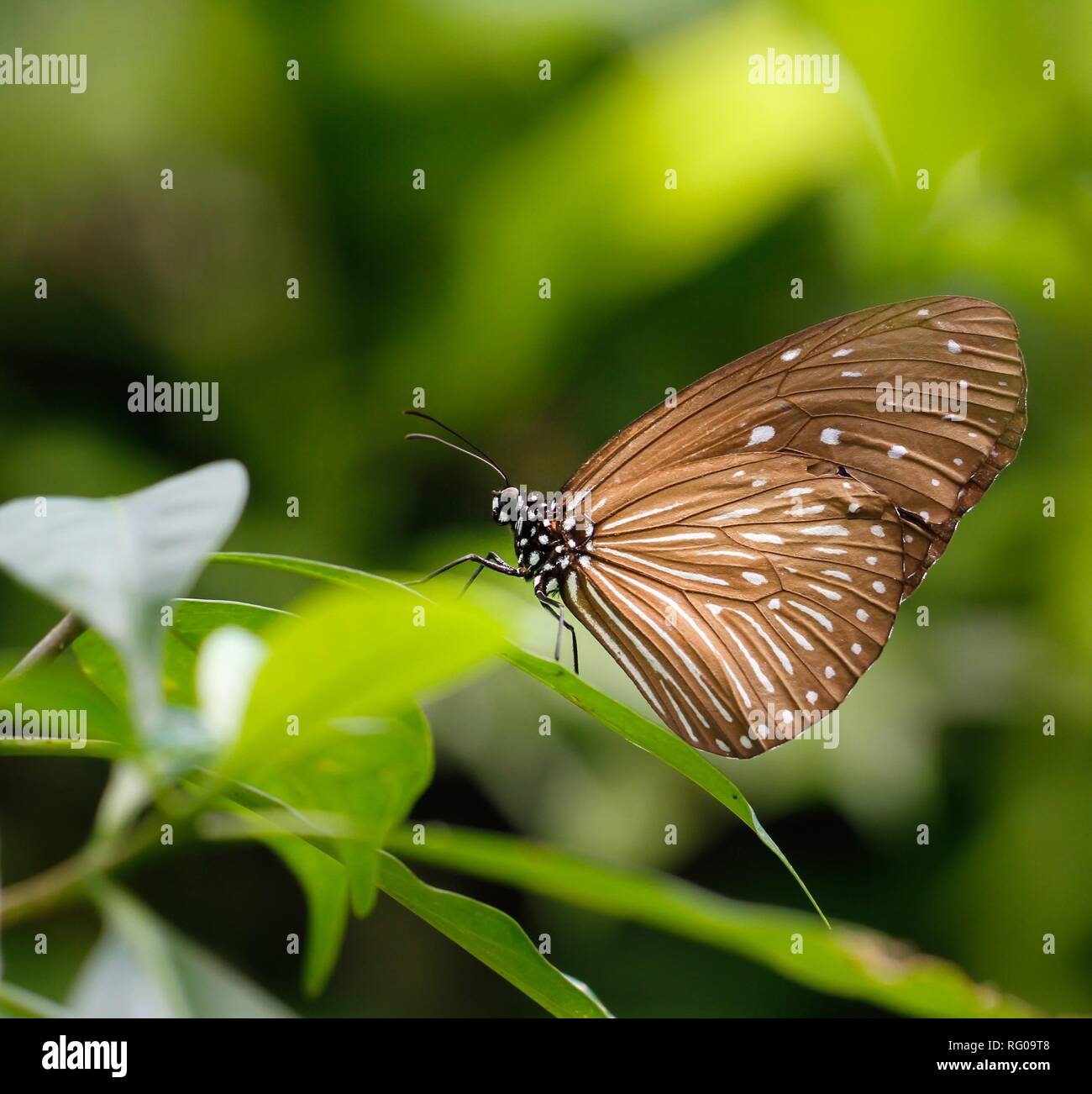 Beautiful butterfly in a butterfly park Stock Photo - Alamy