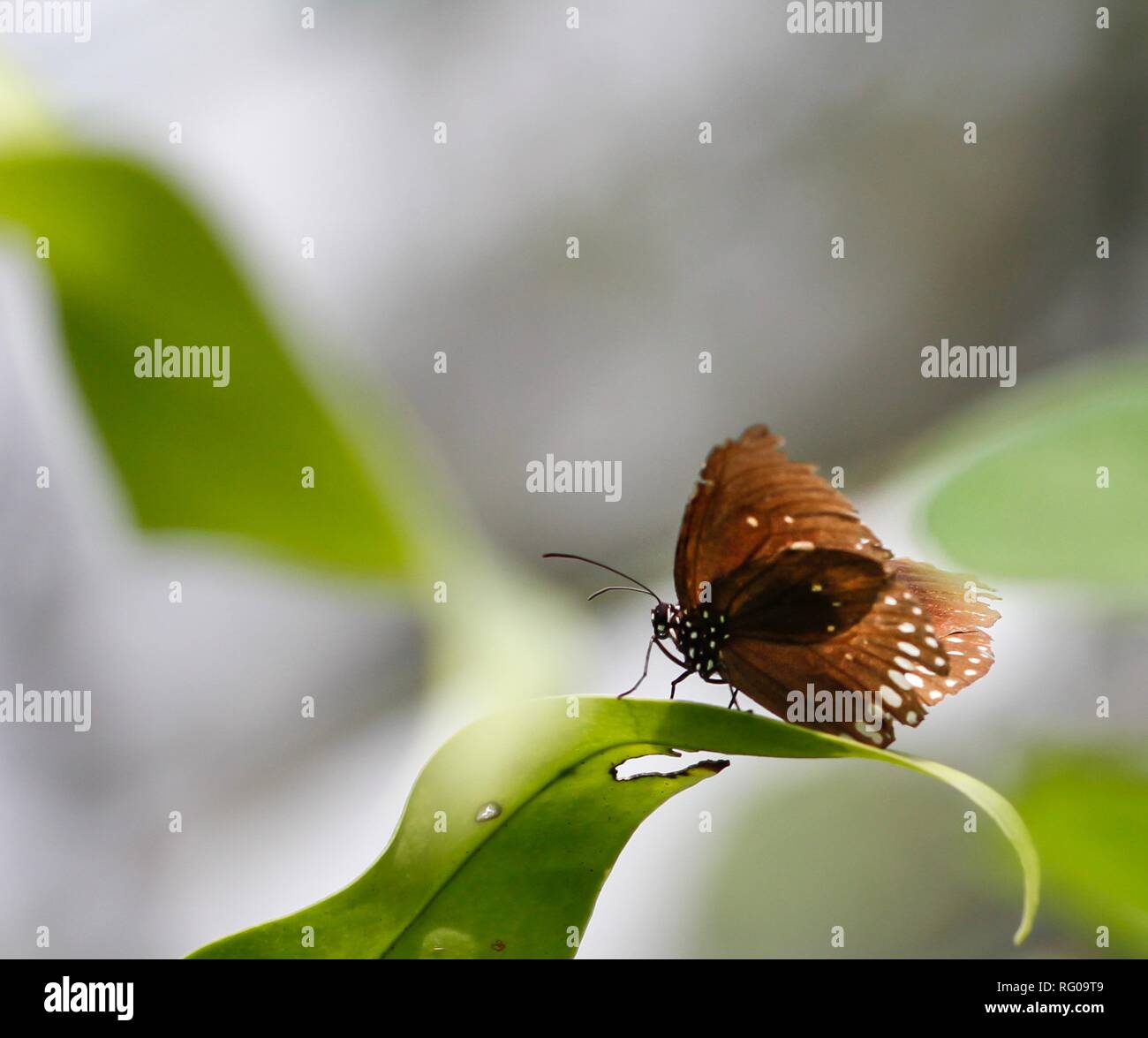 Beautiful butterfly in a butterfly park Stock Photo - Alamy