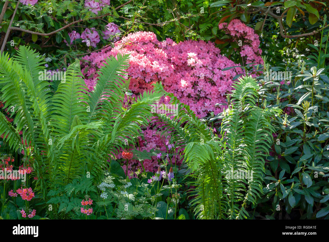 Spring flowering wild plants hi-res stock photography and images - Alamy