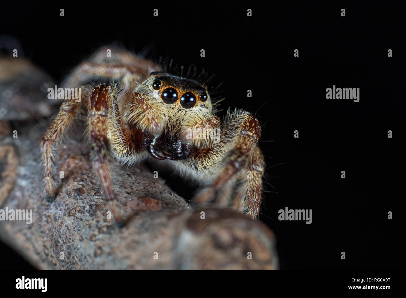 Jumping Spider Fangs Stock Photo - Alamy