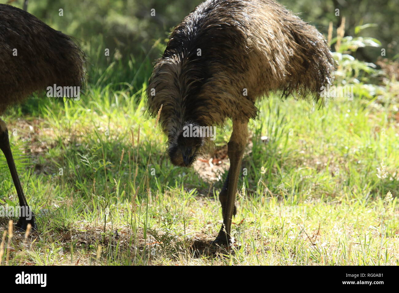 Emu legs hi-res stock photography and images - Alamy