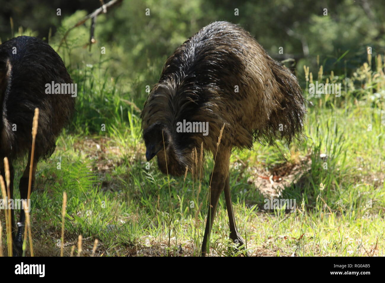 Emu legs hi-res stock photography and images - Alamy
