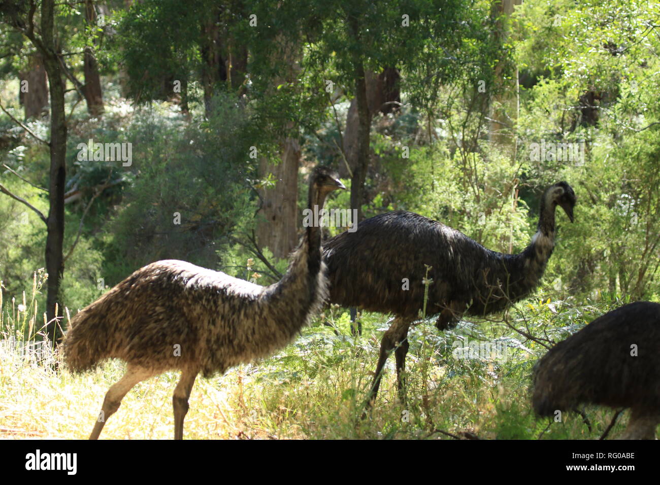 Emu australia hi-res stock photography and images - Alamy