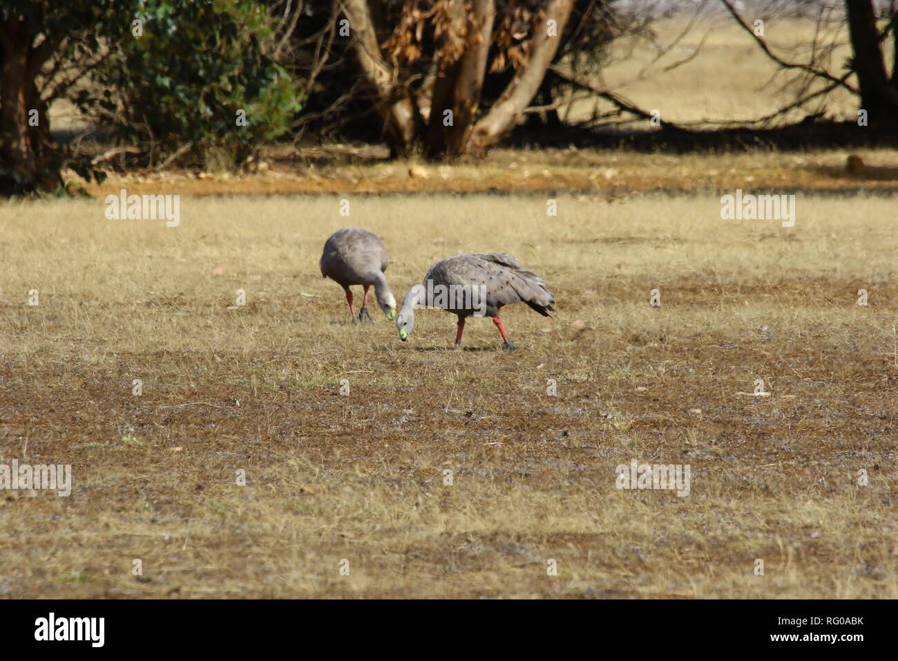 Emu legs hi-res stock photography and images - Alamy