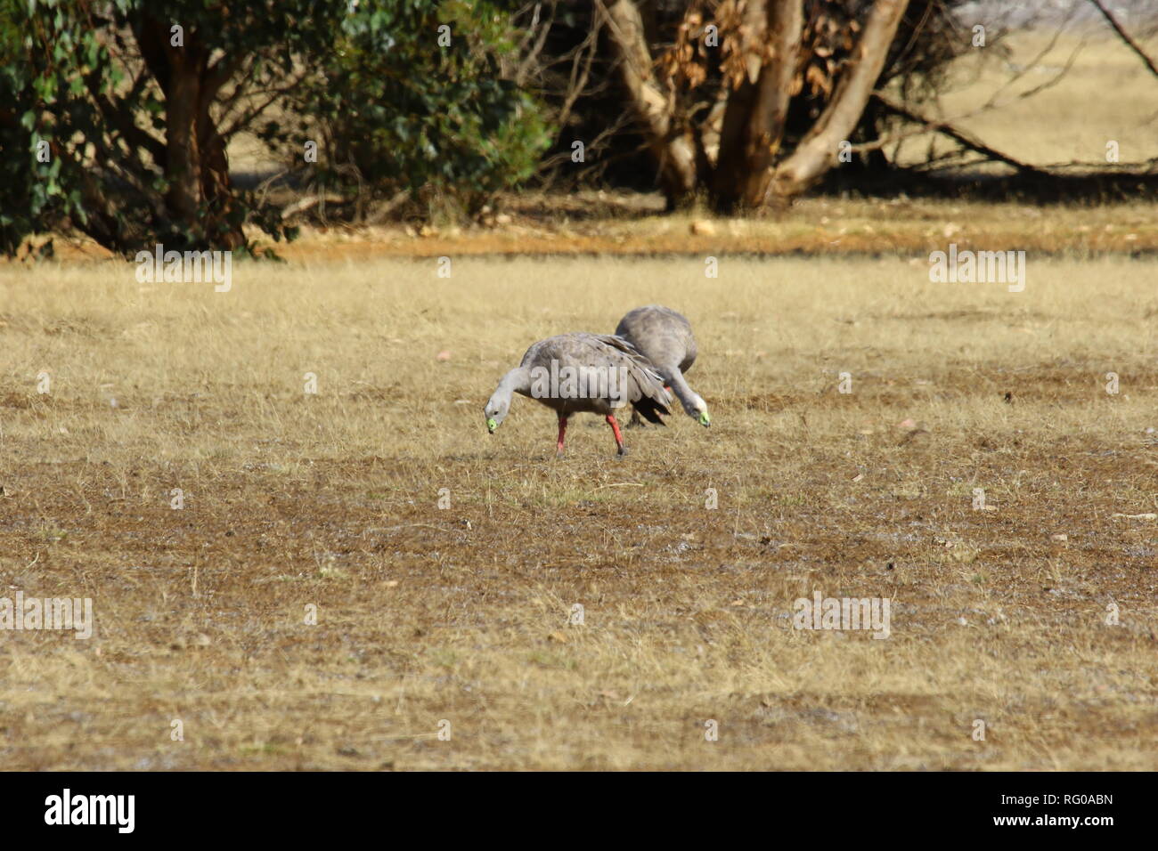 Emu legs hi-res stock photography and images - Alamy