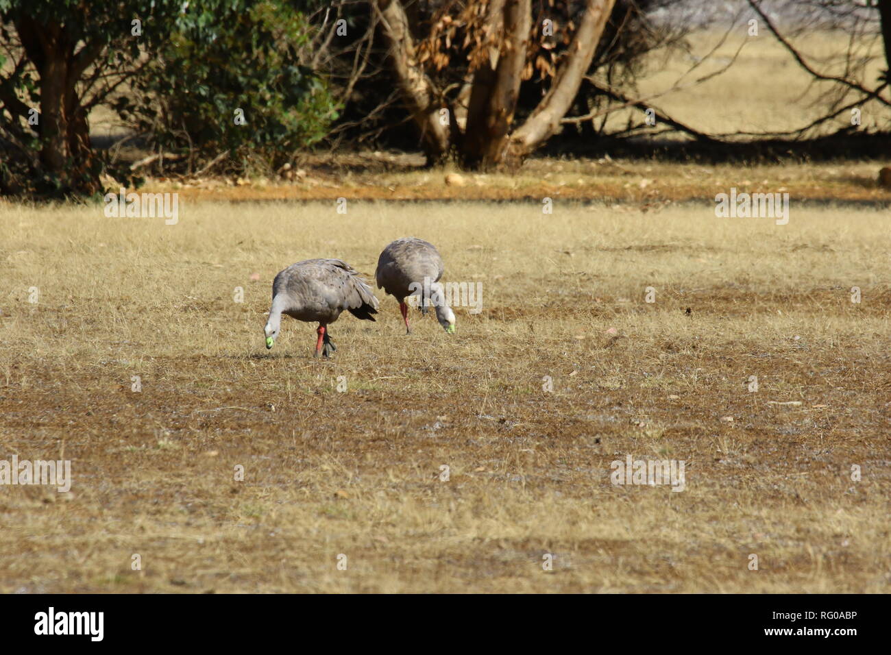 Emu legs hi-res stock photography and images - Alamy