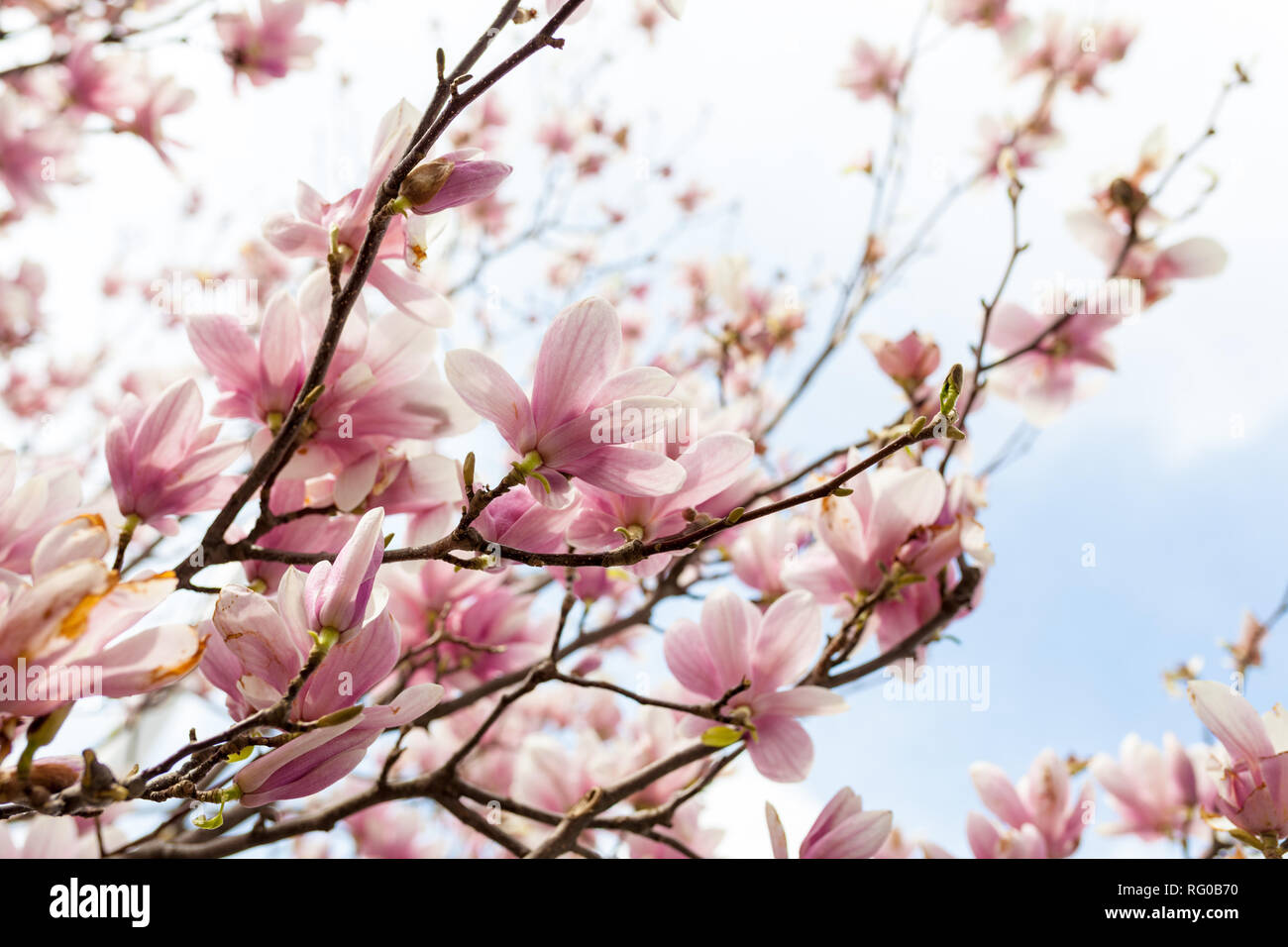 Closeup of magnolia tree blossom with blurred background and warm ...
