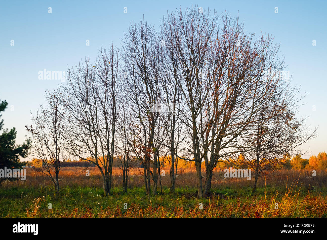 Rural autumn landscape. Dry trees on sky background Stock Photo - Alamy
