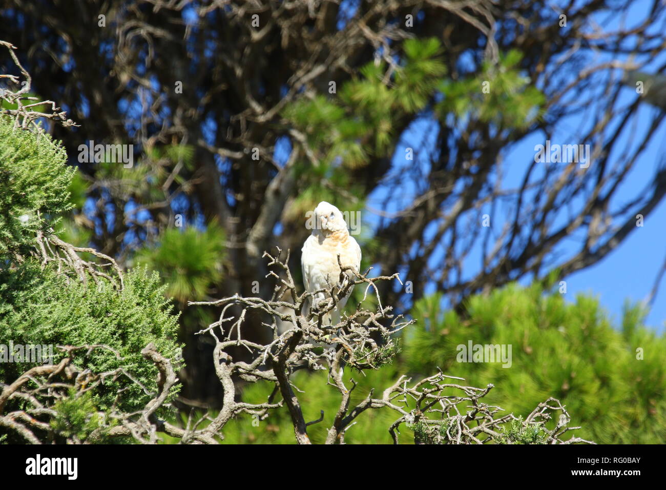 Papagei kakadu hi-res stock photography and images - Alamy