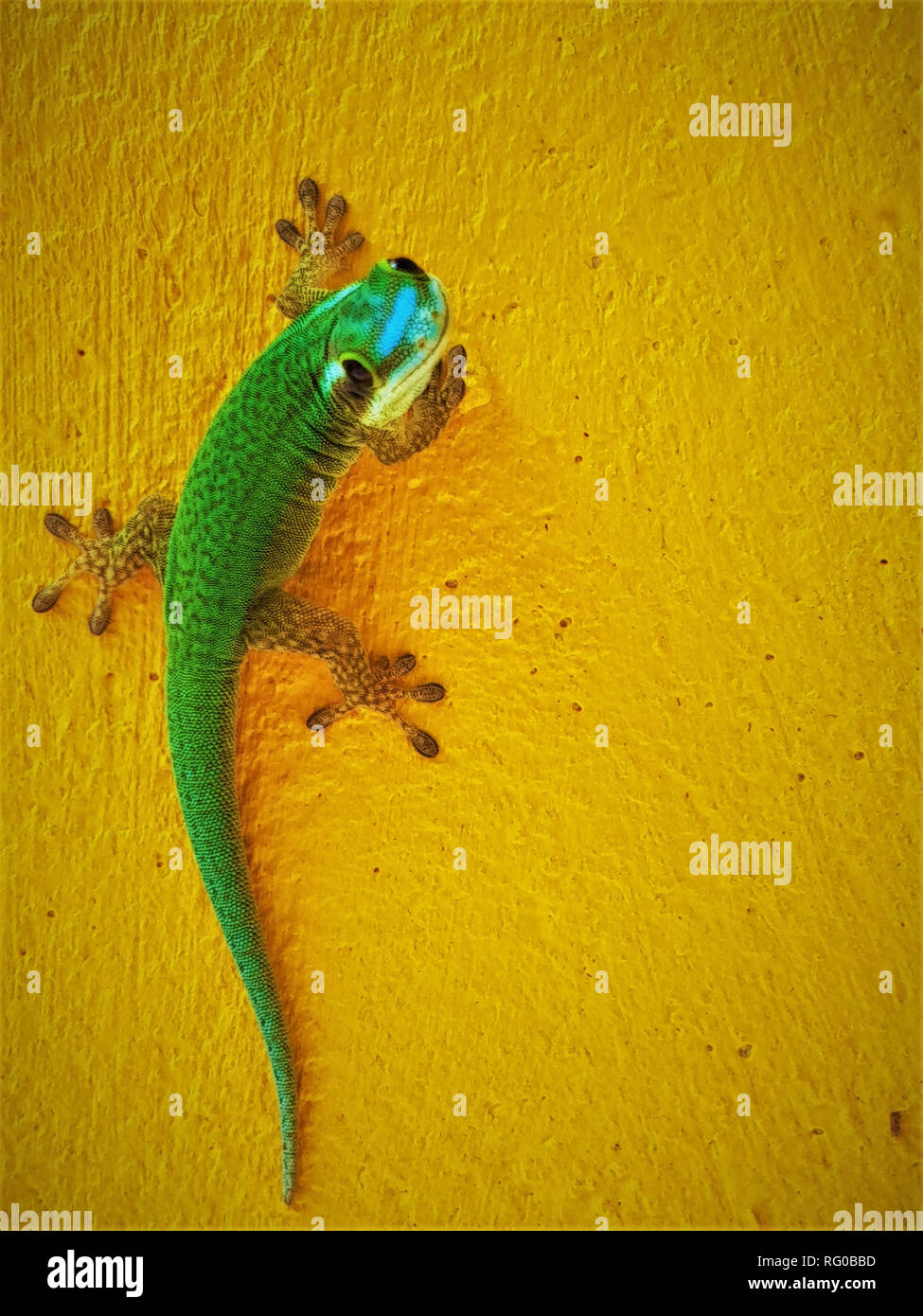 This image shows an endemic green Gecko from La Reunion island Stock ...