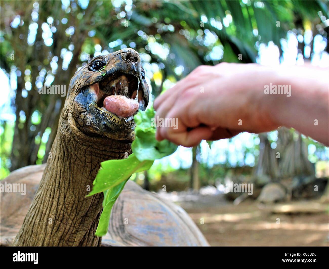 feeding a turtle in vanilla nature park mauritius island Stock Photo ...