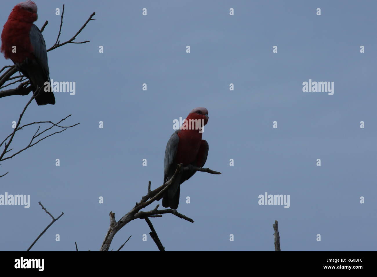 Australian kakadu hi-res stock photography and images - Alamy
