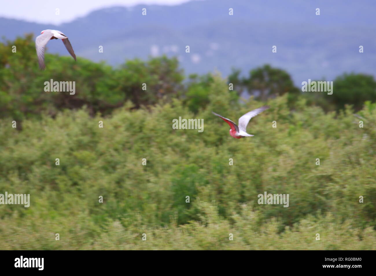 Australian kakadu hi-res stock photography and images - Alamy