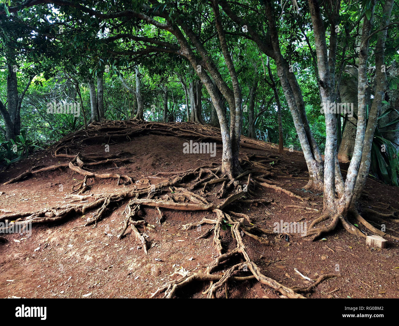 tree roots in at chamarel waterfall mauritius island Stock Photo - Alamy