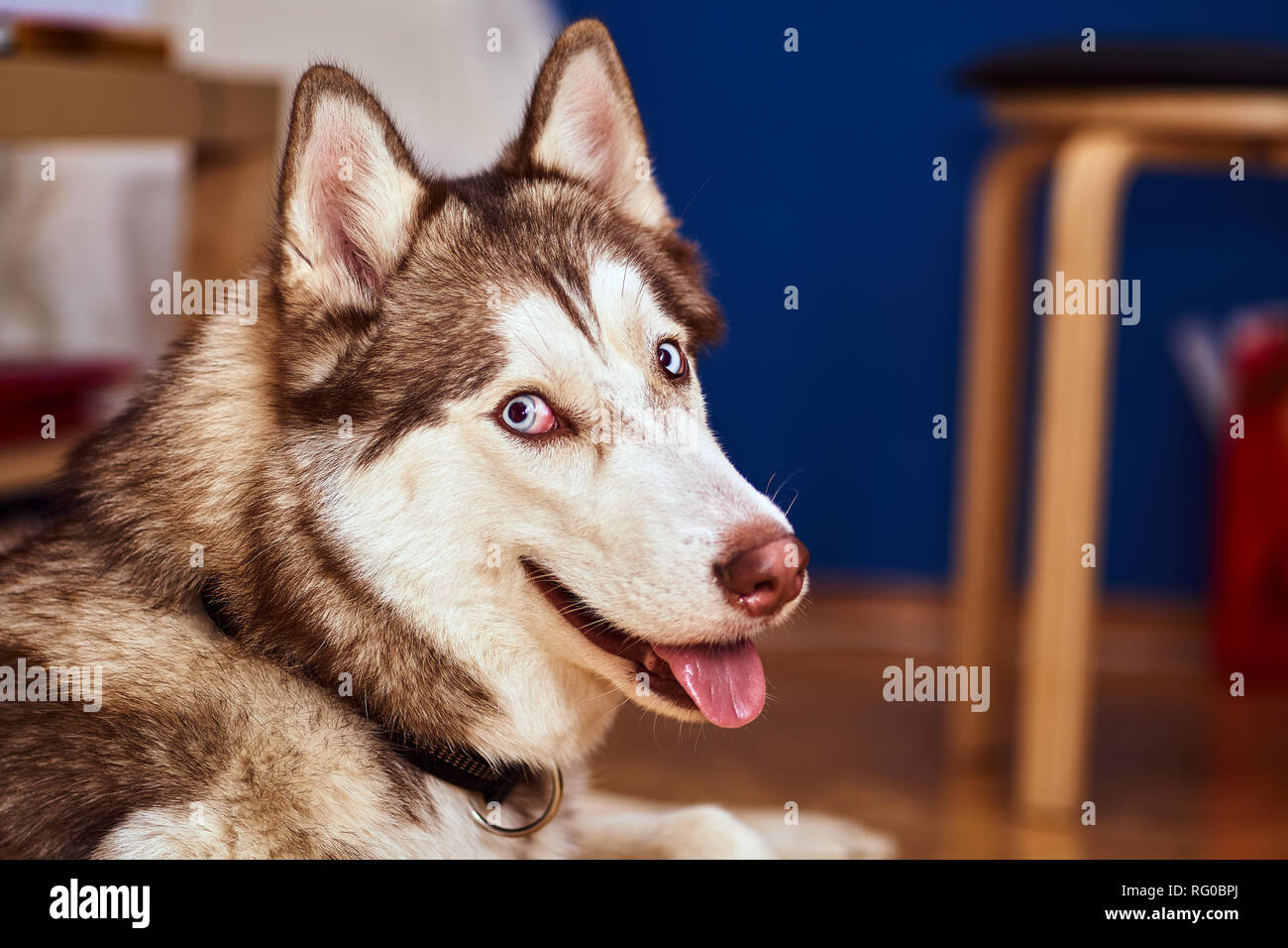 Portrait of a young Siberian husky dog Stock Photo - Alamy