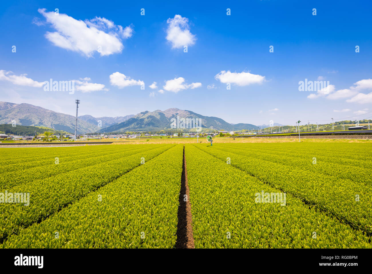 Tea plantation landscape in Yokkaichi, Japan Stock Photo - Alamy