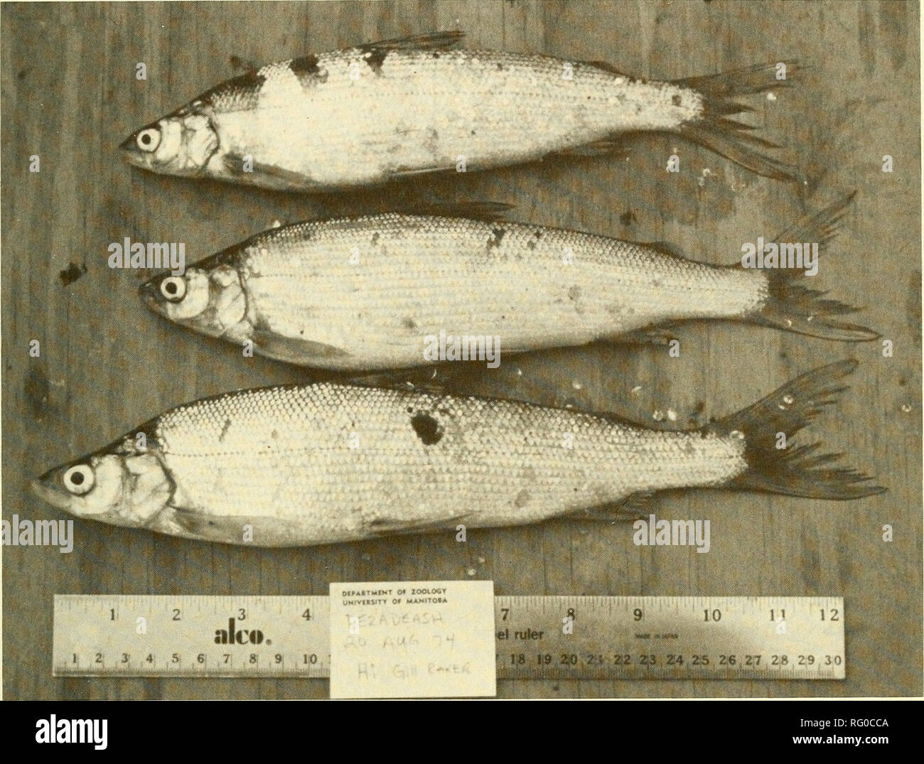 . The Canadian field-naturalist. 1988 BoDALY, Clayton, AND LiNDSEY ...