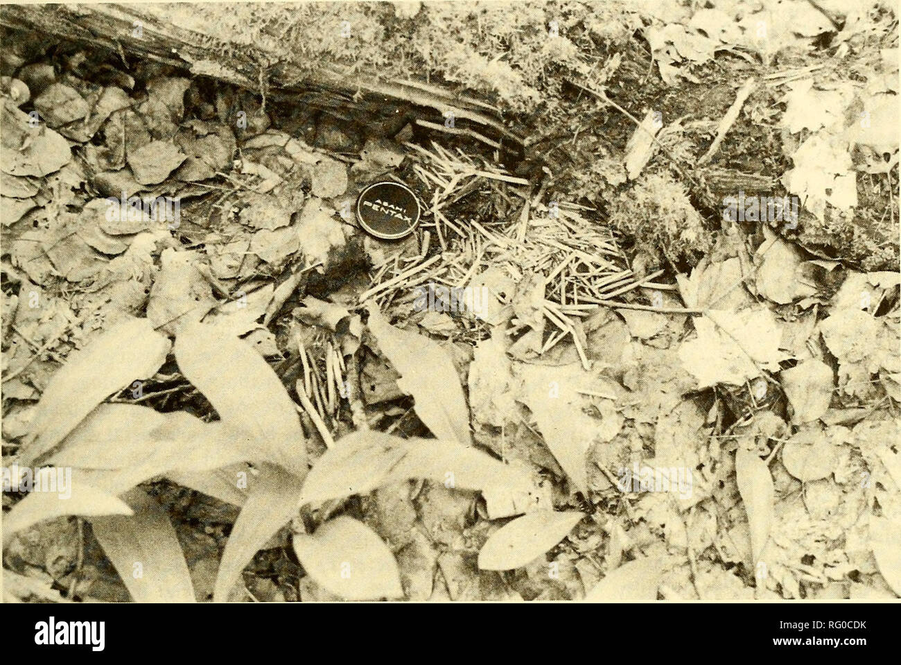. The Canadian field-naturalist. 1987 Nagorsen: Winter Food Caches of ...