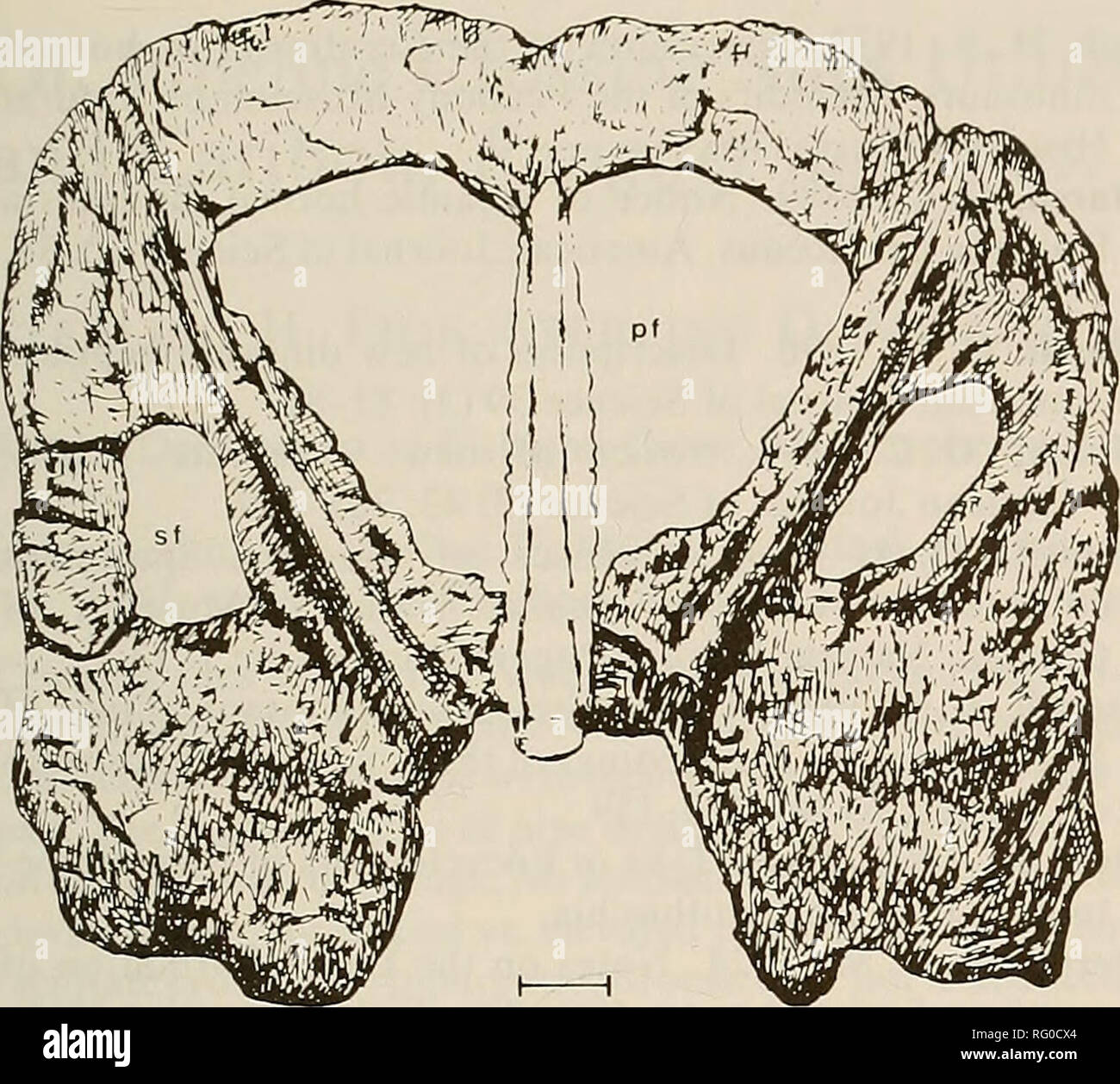 1986 specimen hi-res stock photography and images - Alamy
