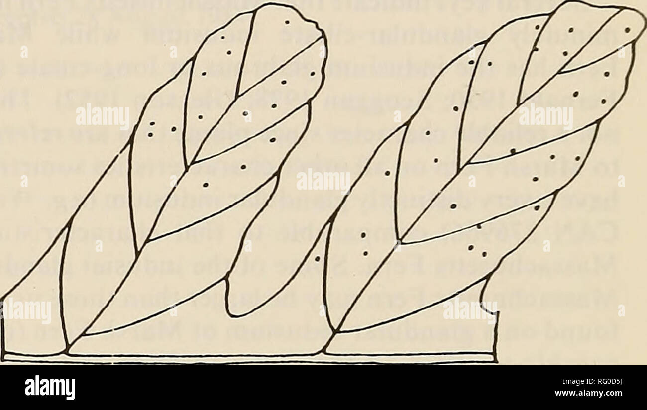 Sterile basal fronds hi-res stock photography and images - Alamy