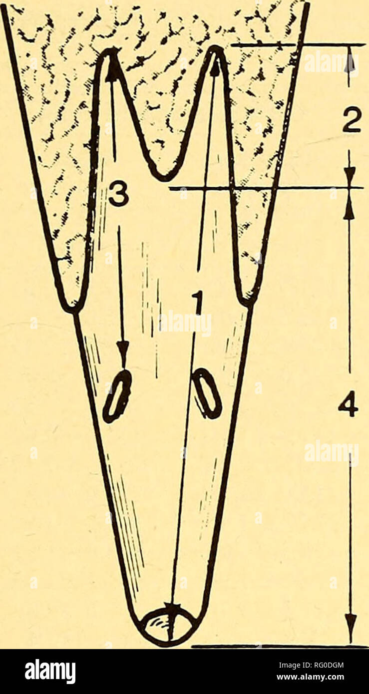 . The Canadian field-naturalist. 1980 MENDALL: INTERGRADATION OF COMMON ...