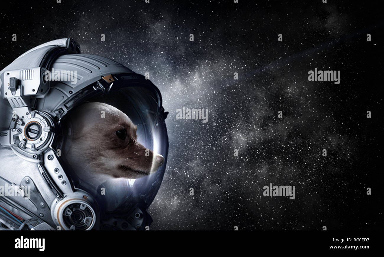 Astronaut dog wearing space suit against starry sky. Mixed media Stock ...