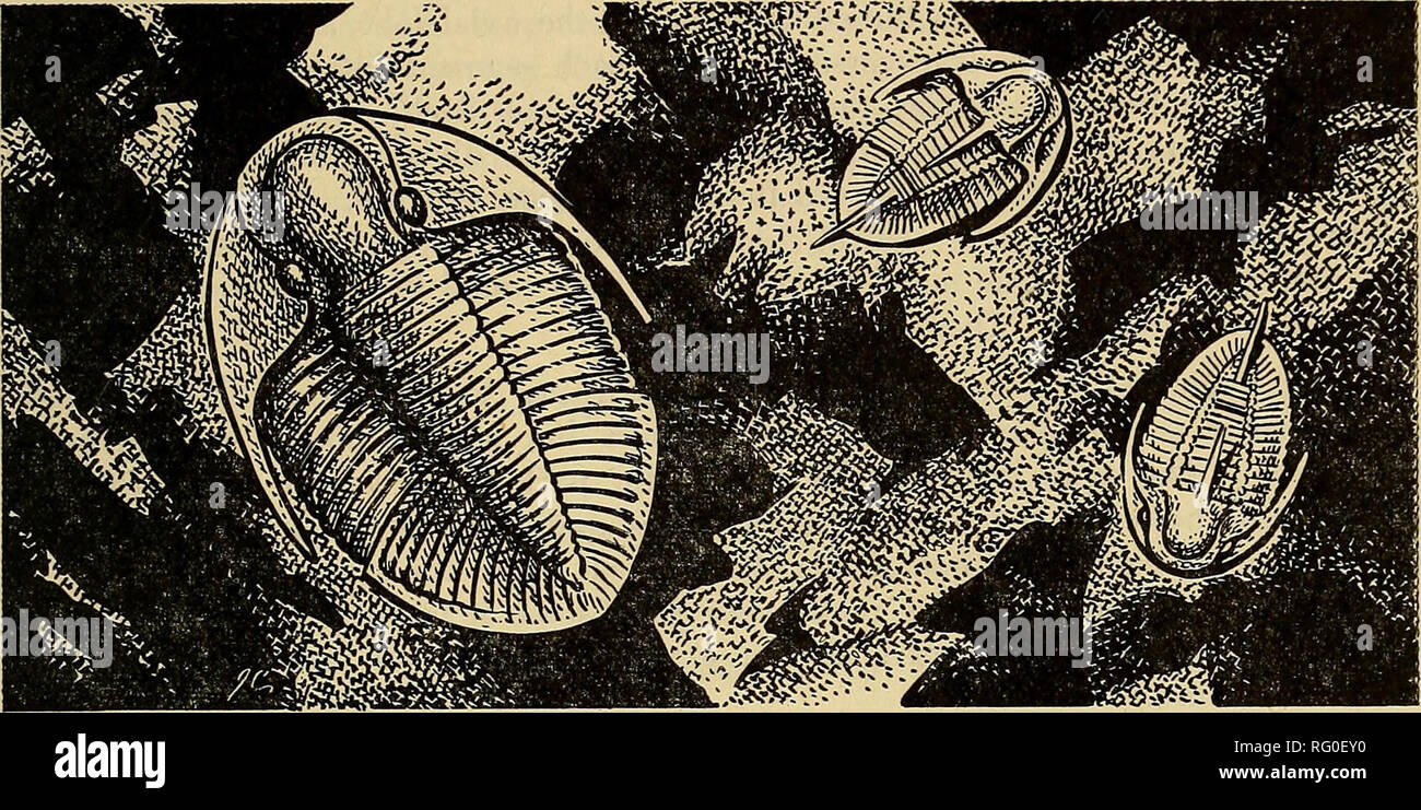 Pleural lobes hi-res stock photography and images - Alamy