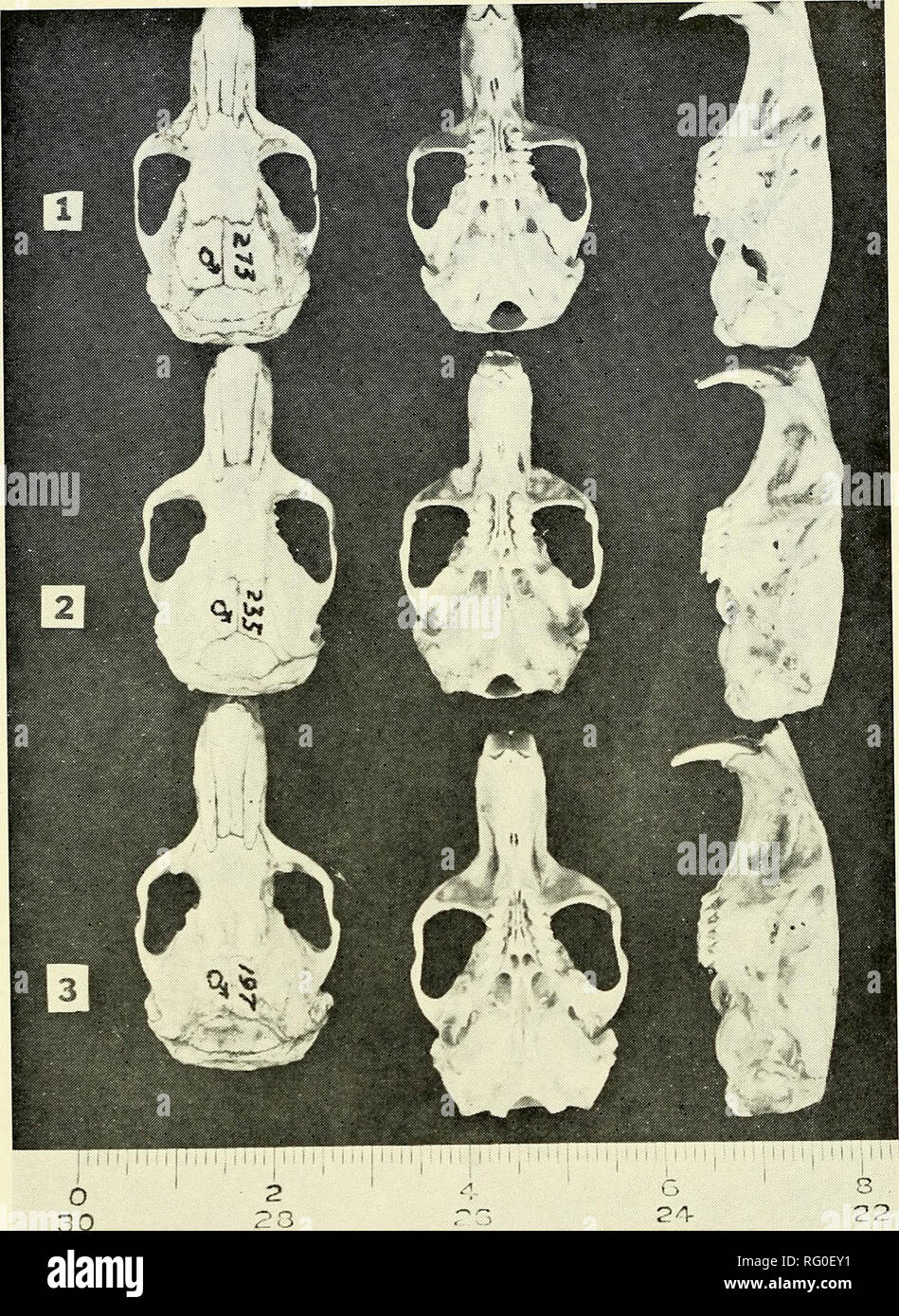 Northern Pocket Gopher Skull