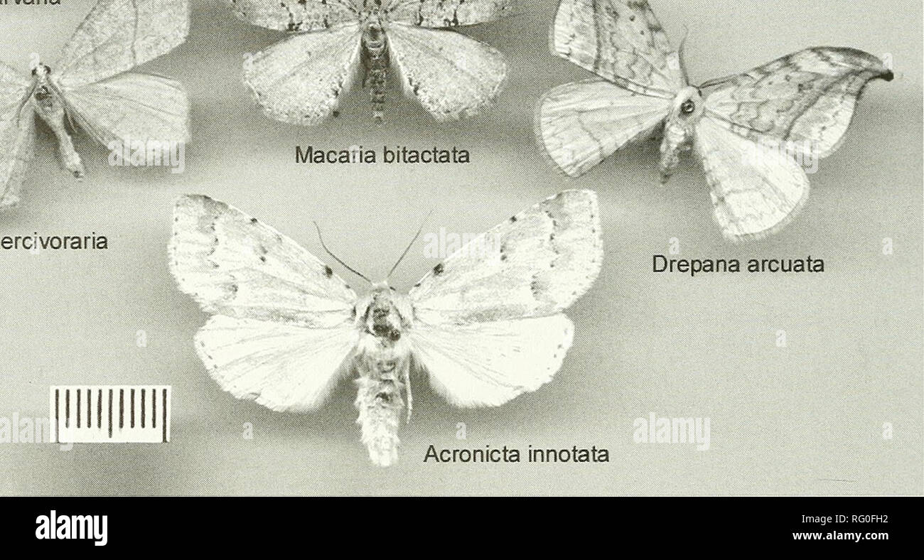 . The Canadian field-naturalist. Choristostigma w plumbosignalis ^ •R ...