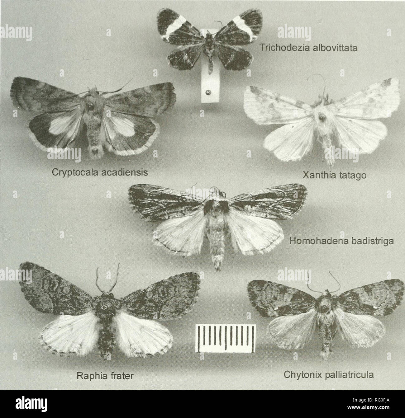 Lac insect hi-res stock photography and images - Alamy