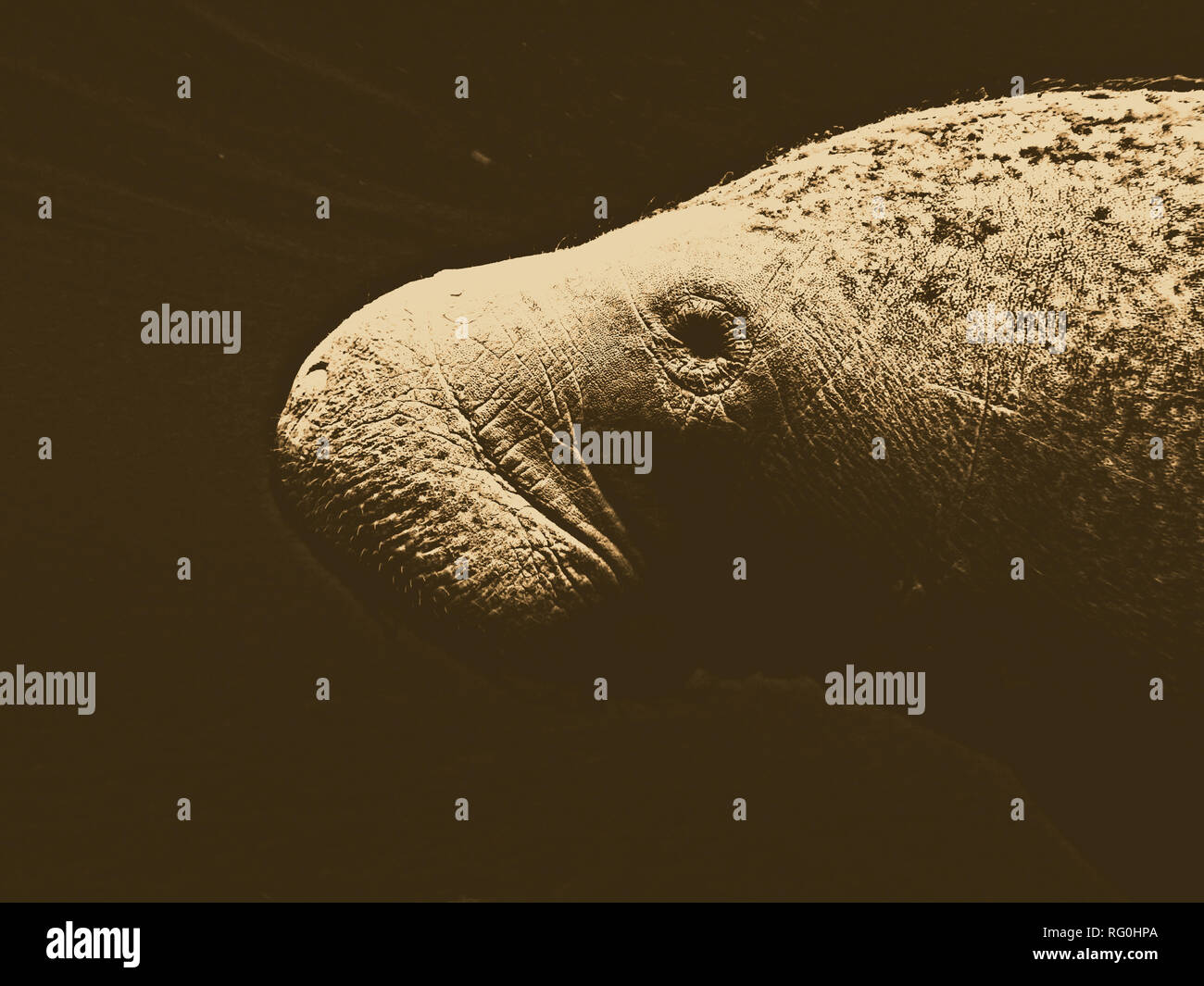 Endangered florida manatee three hi-res stock photography and images ...