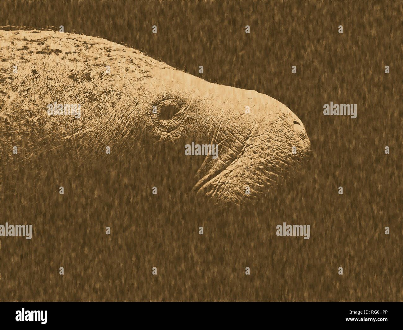 West indian manatee isolated hi-res stock photography and images - Alamy