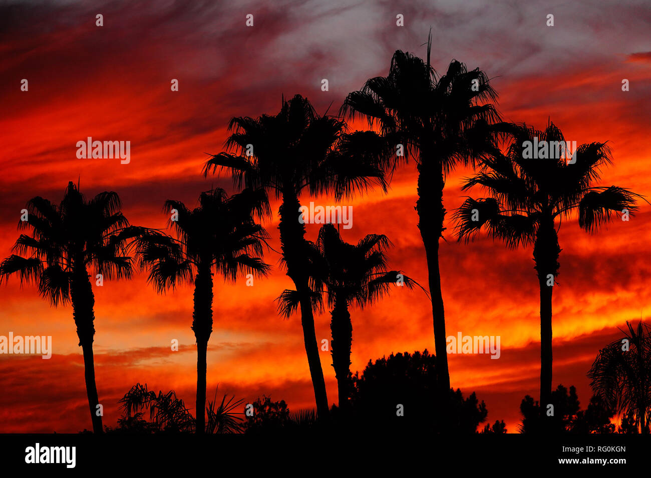 A group of palm trees silhouetted by a vibrant colorful Arizona sunset ...