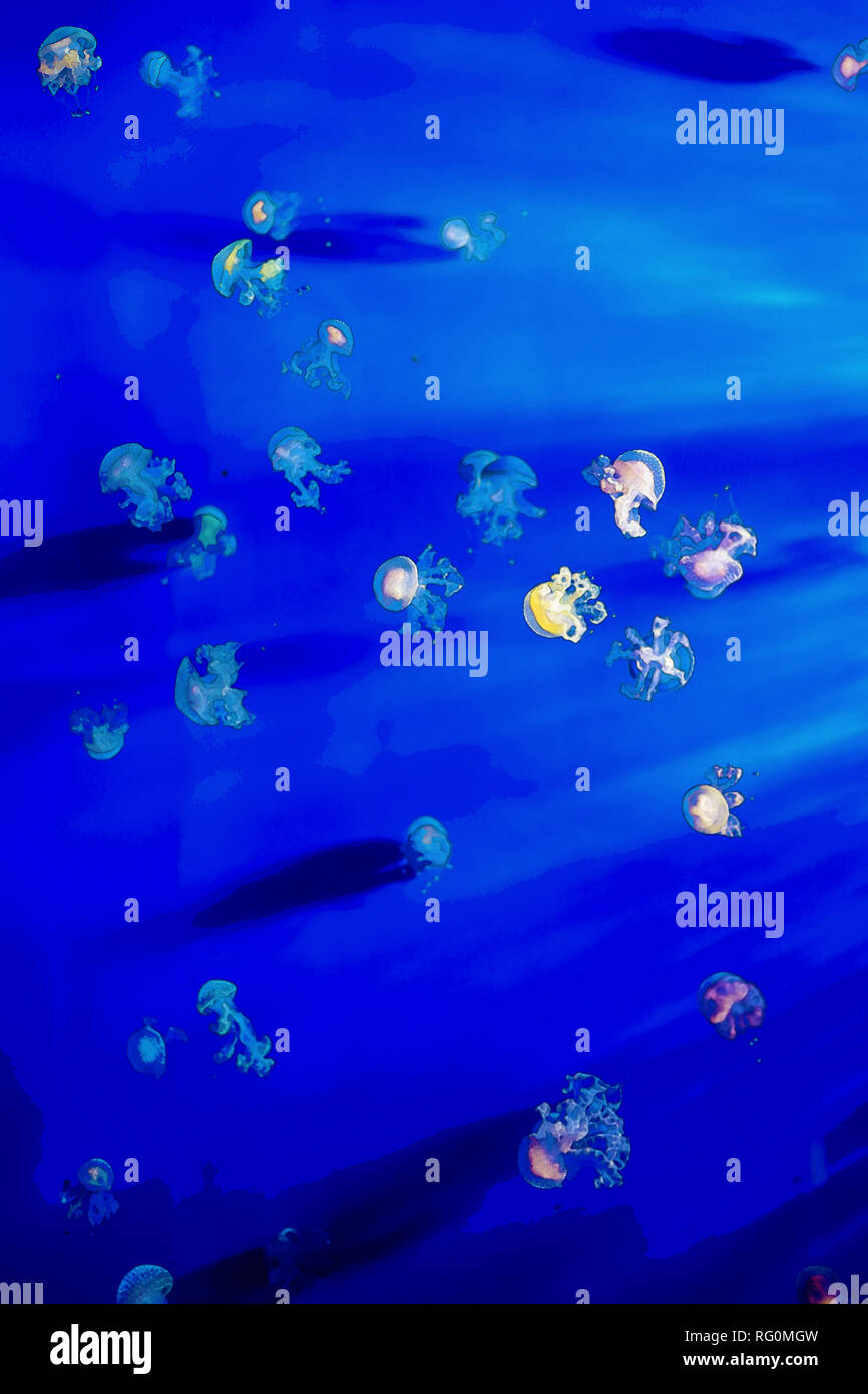 Pack of fish hi-res stock photography and images - Alamy