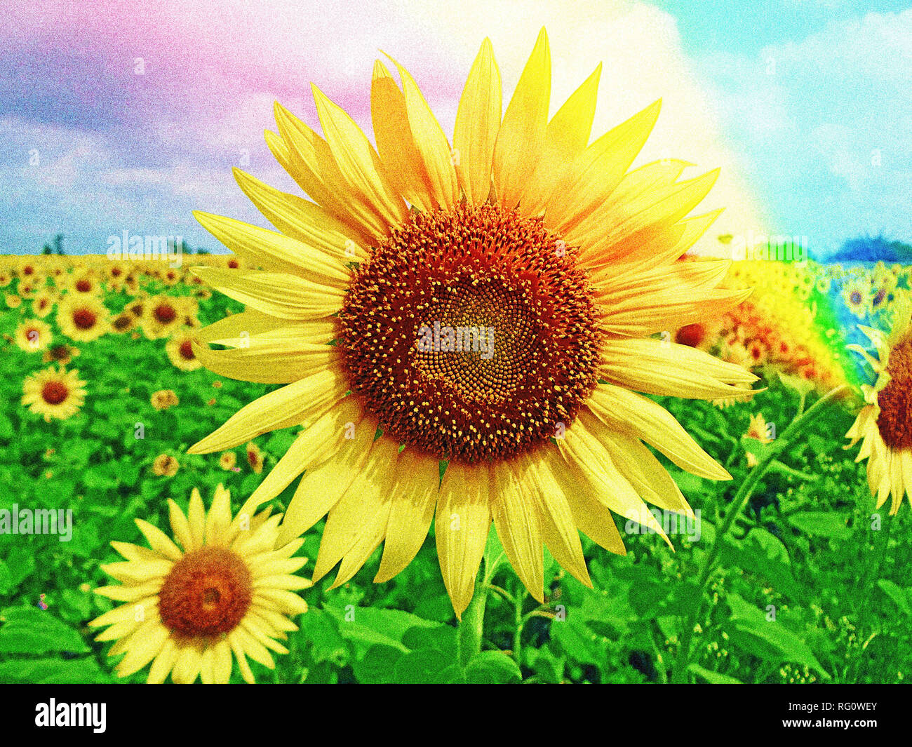 Sun flower background hi-res stock photography and images - Alamy