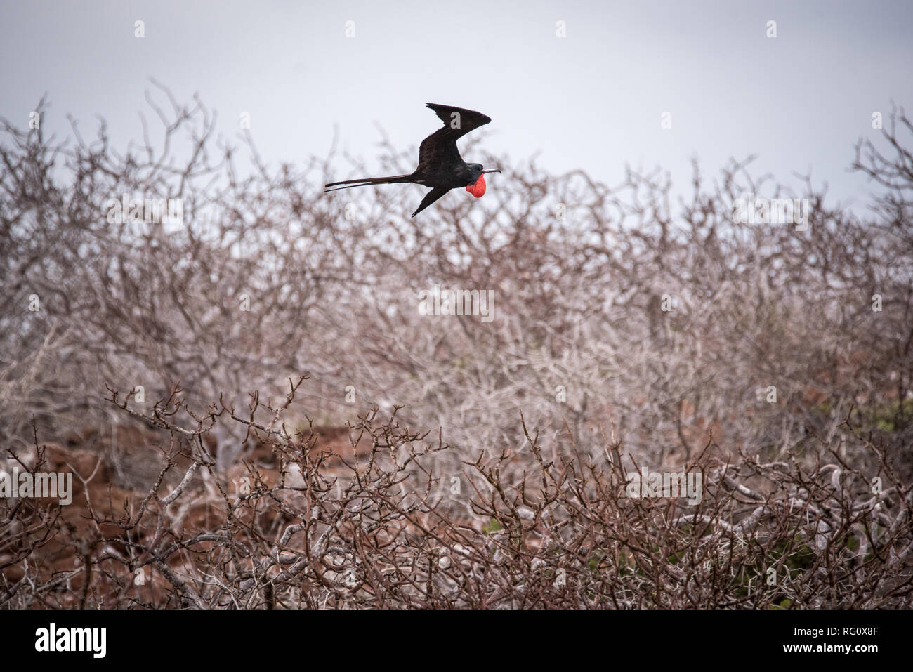 Great Frigatebird in flight in Galapagos Stock Photo - Alamy